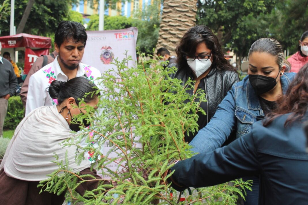 Siembran Ahuehuete en memoria del pasado e identidad del pueblo mexica ...